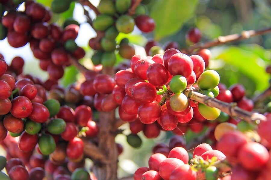 Catimor là gì? Tìm hiểu về dòng cafe Catimor